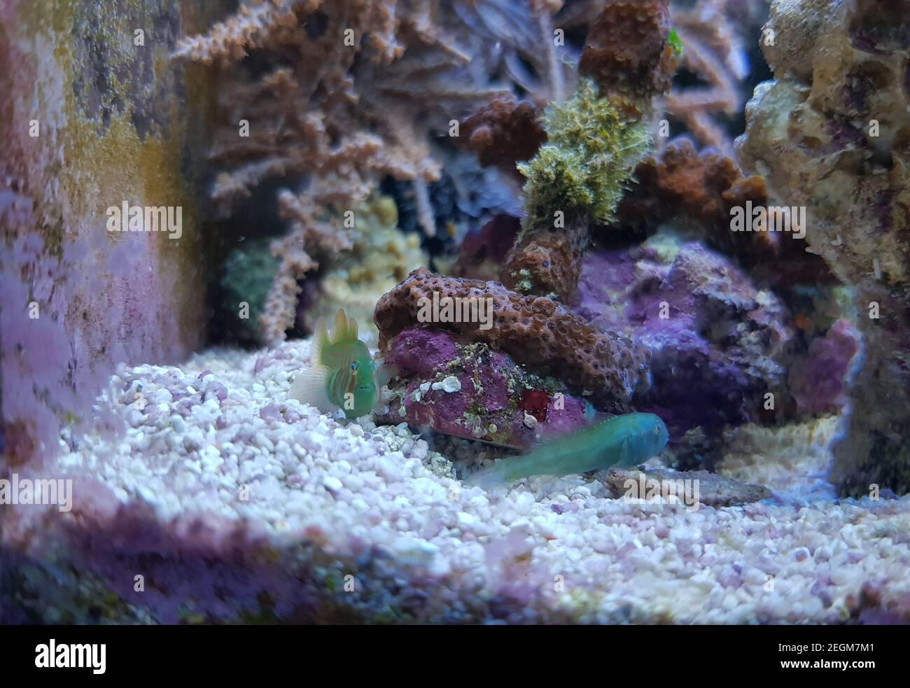 Green clown coral goby - Gobiodon histrio Stock Photo - Alamy