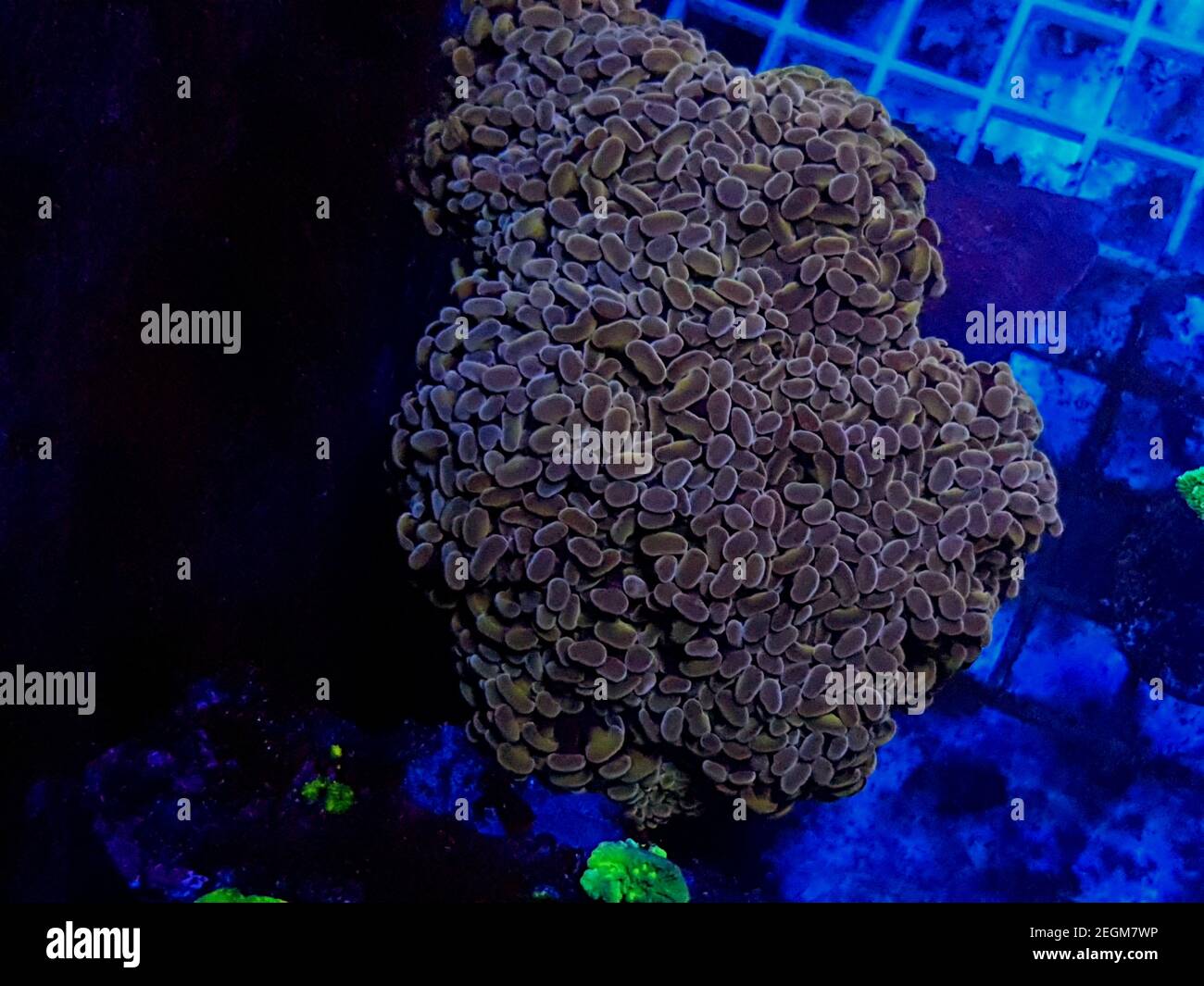 Grape coral hi-res stock photography and images - Alamy