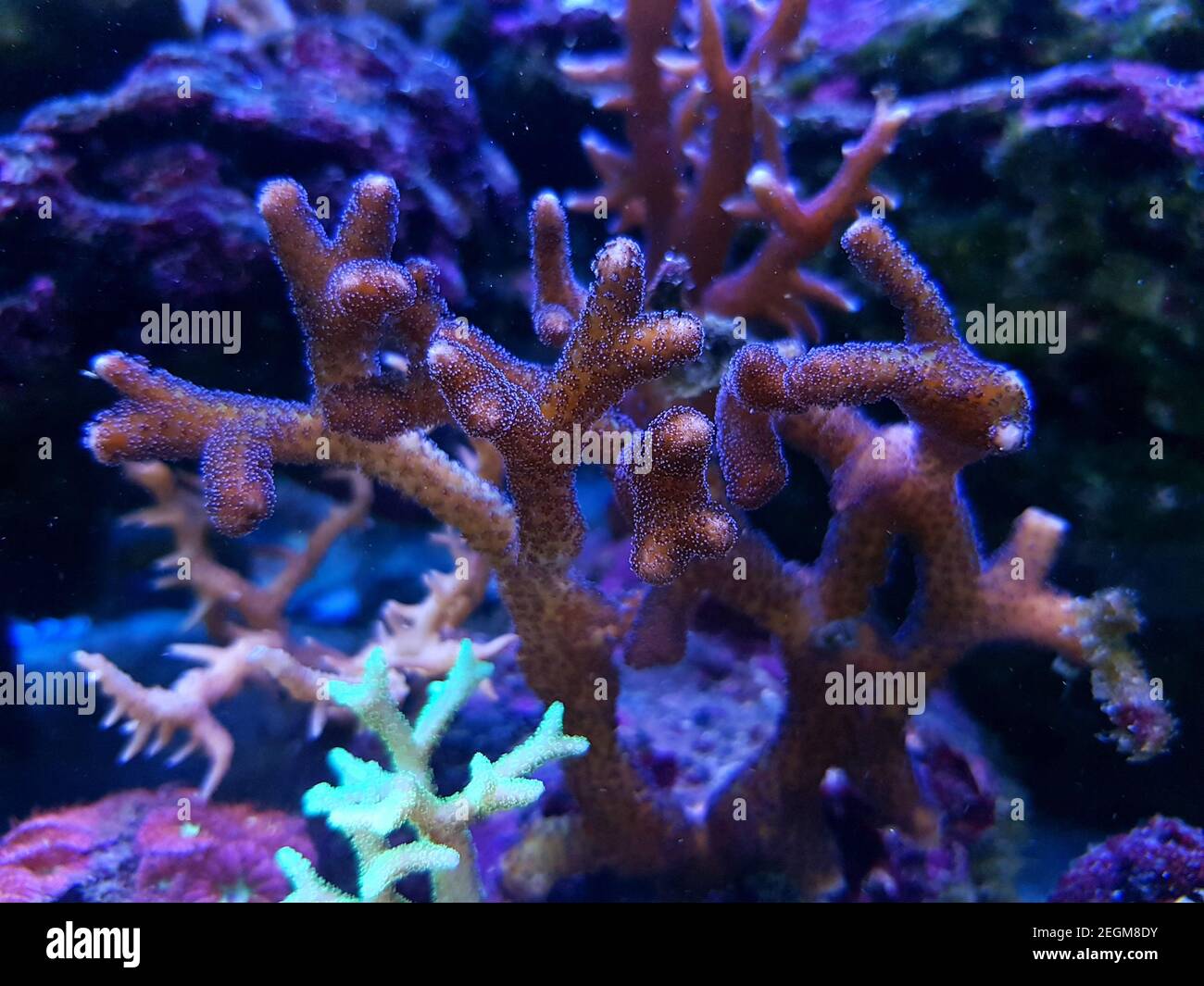 Hard coral pocillopora sp hi-res stock photography and images - Alamy