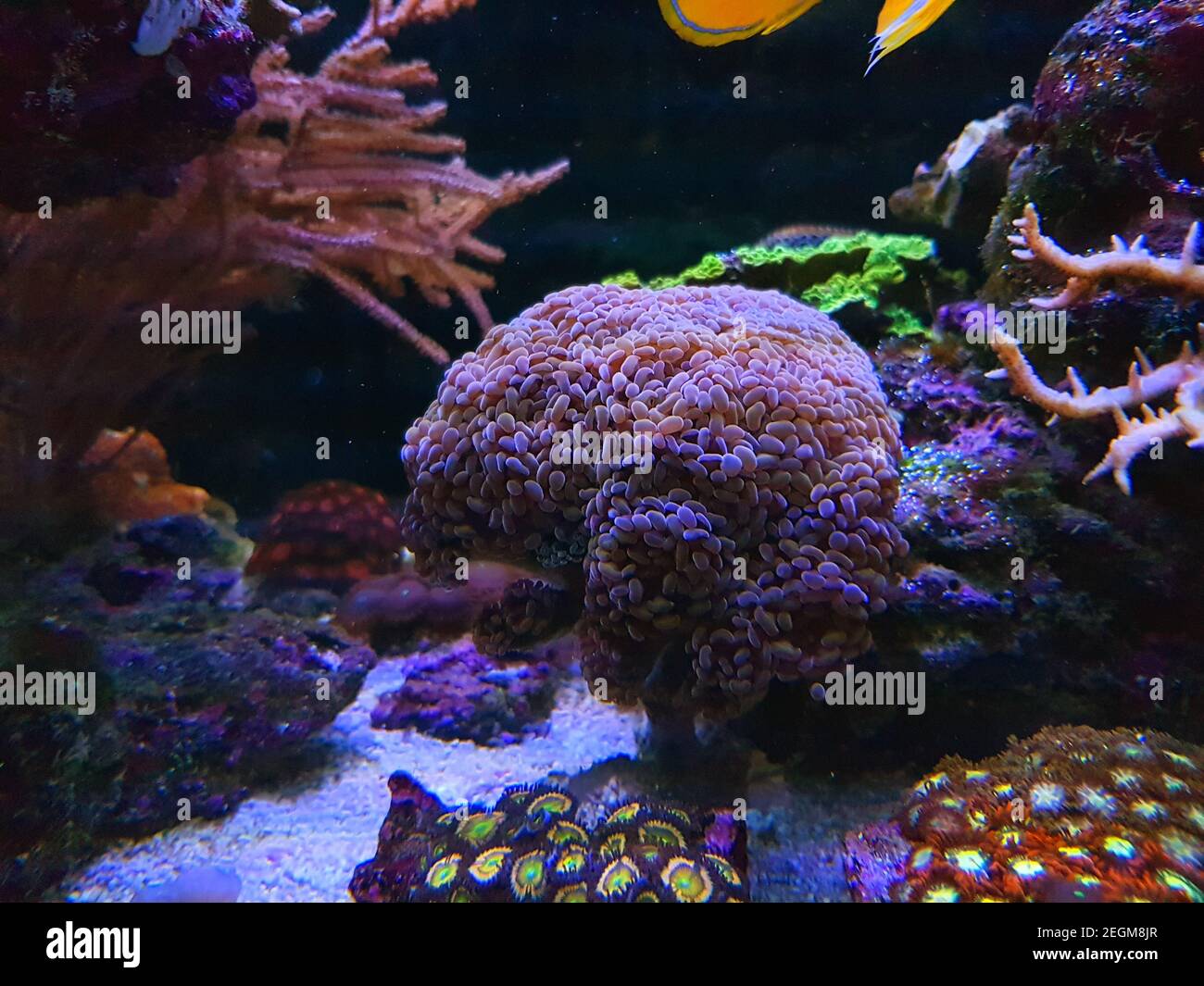 Euphyllia cristata - Branched grape LPS coral Stock Photo - Alamy