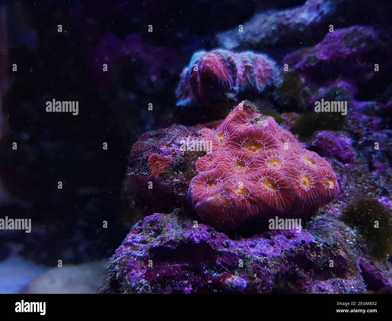 Favia pinapple small colony LPS coral Stock Photo - Alamy