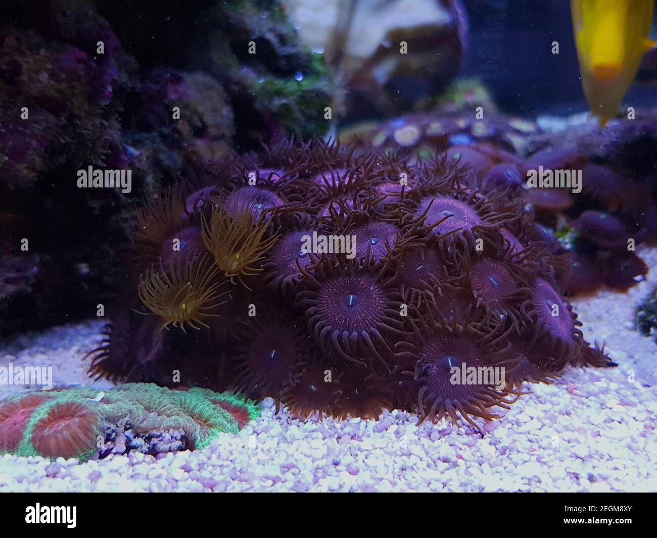 Zoanthus polyps small colony in reef aquarium Stock Photo - Alamy