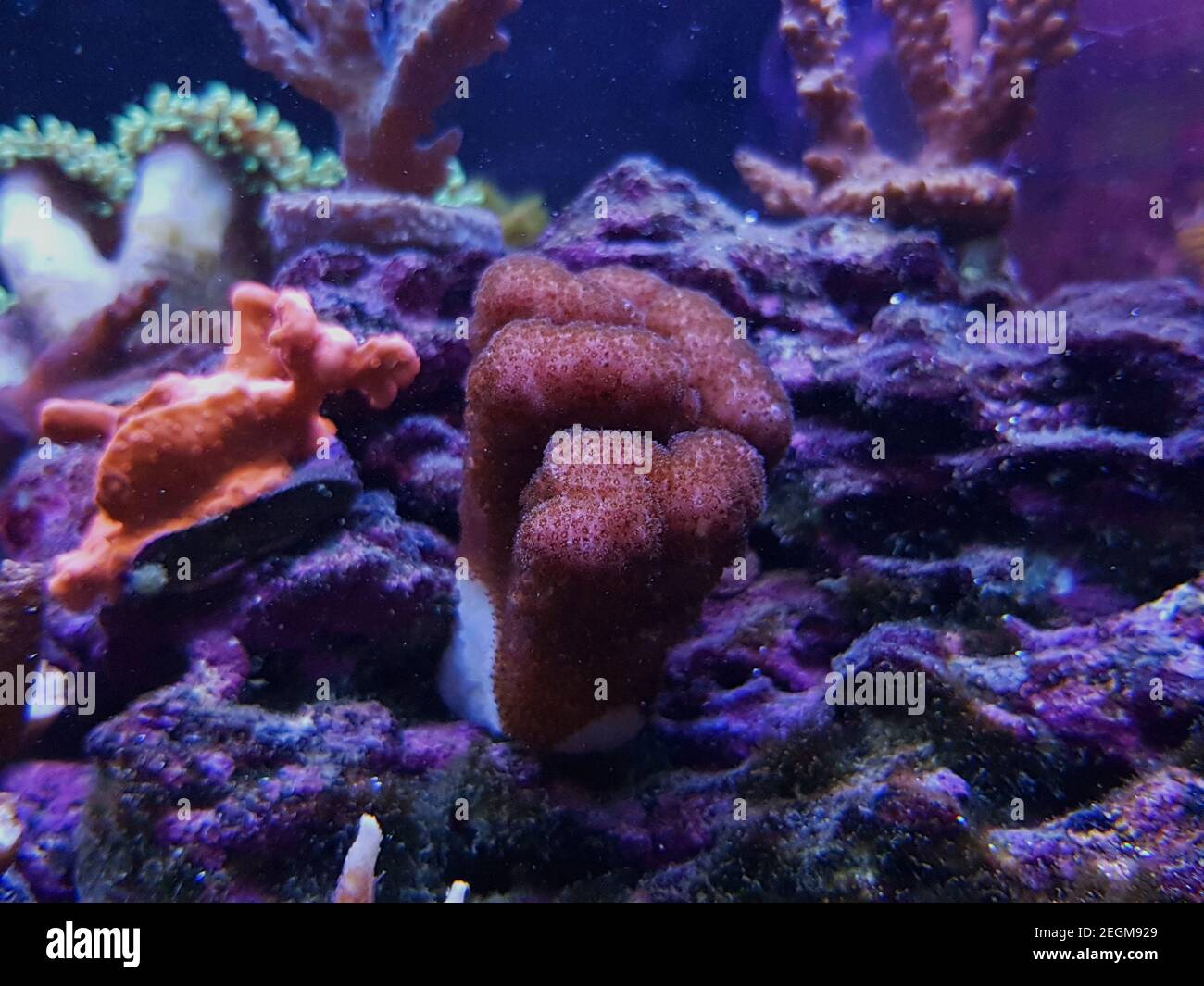 Pocillopora stony coral (sps) hi-res stock photography and images - Alamy