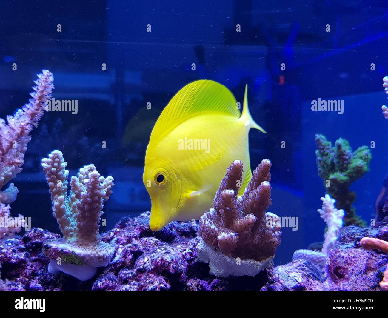 Yellow Tang, Hawaiian fish - ( Zebrasoma flavescens Stock Photo - Alamy