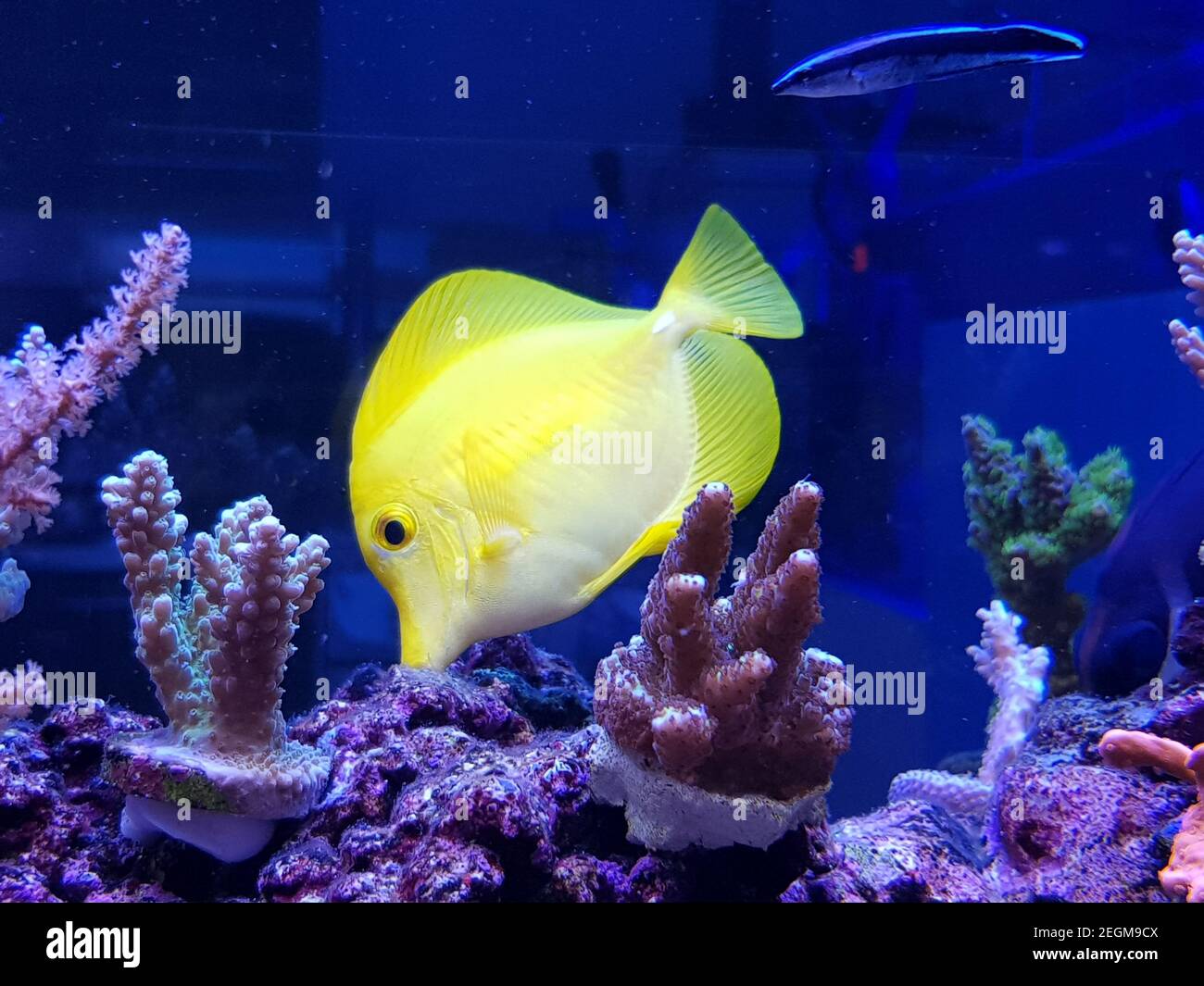 Yellow Tang, Hawaiian fish - ( Zebrasoma flavescens Stock Photo - Alamy
