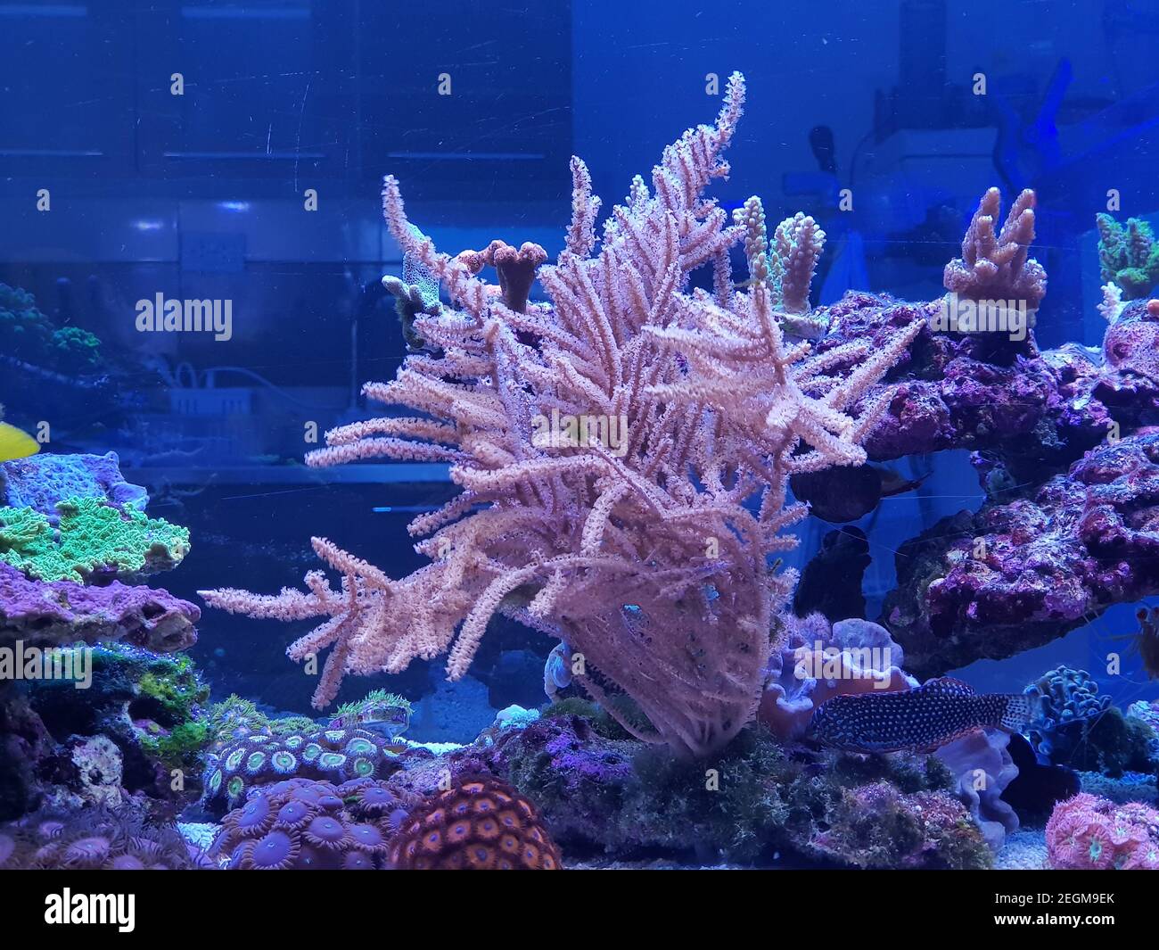 Gorgonian Coral