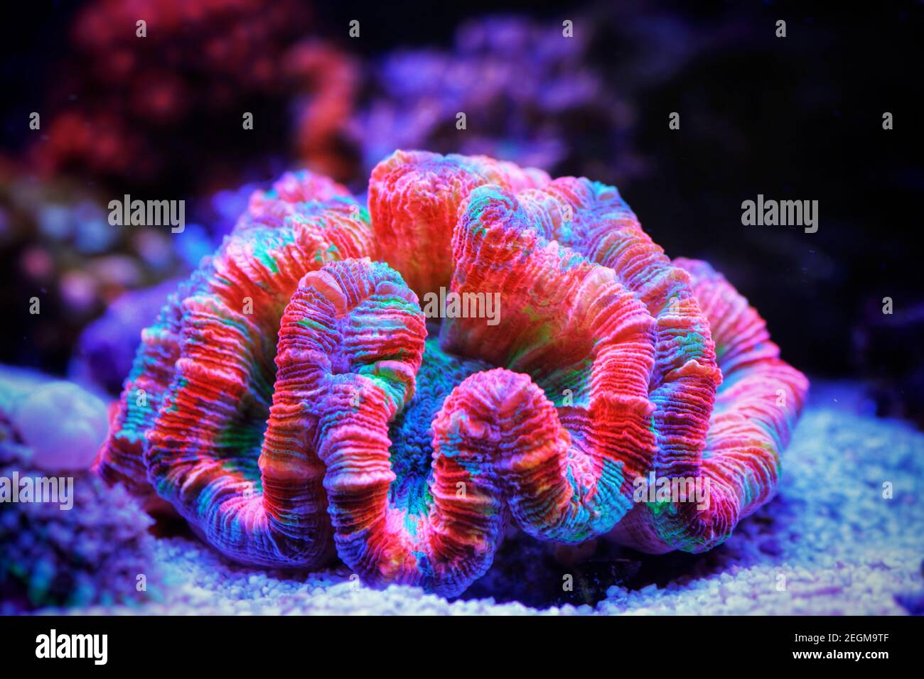 Rainbow coloration open brain LPS coral - Wellsophyllia radiata Stock ...