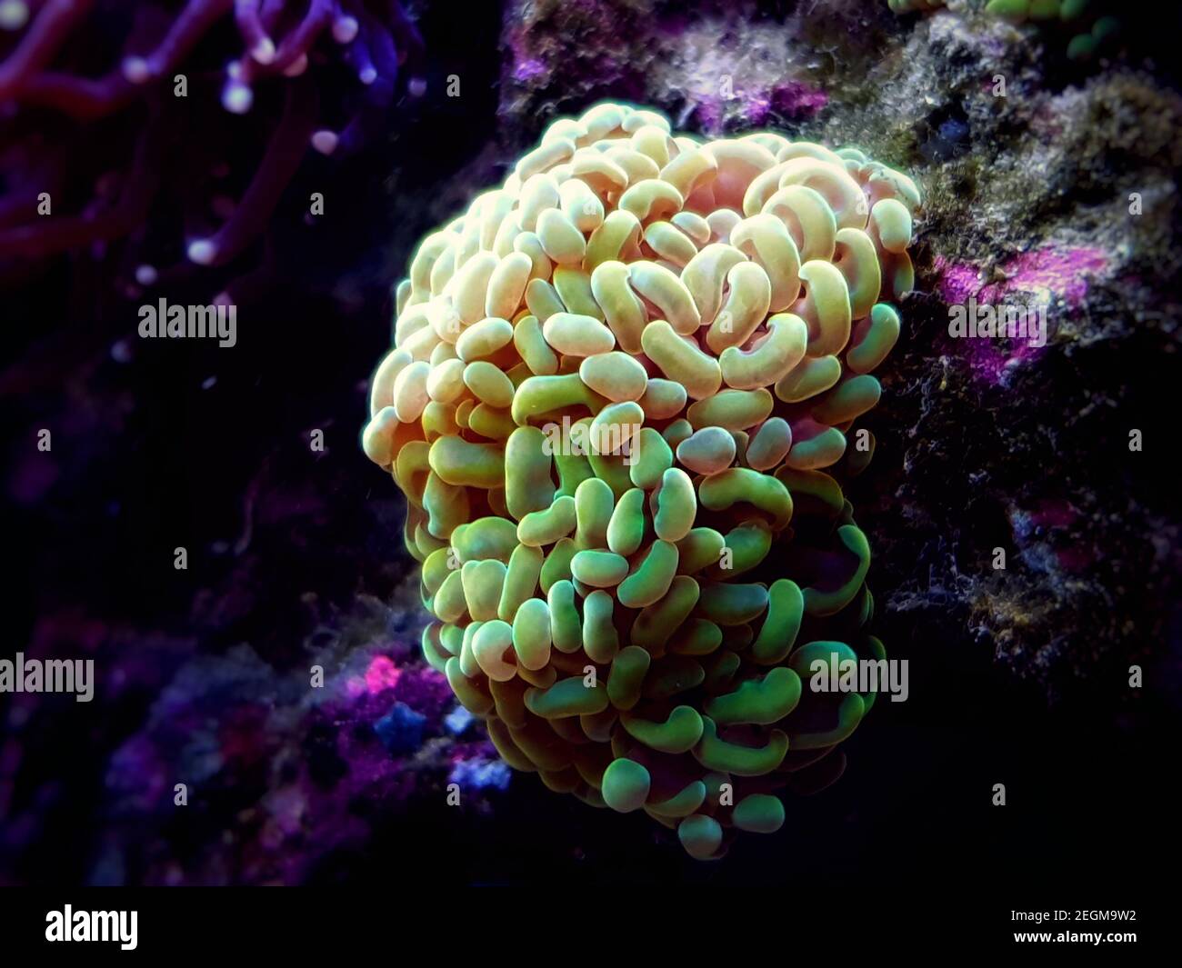 Euphyllia cristata - Branched grape LPS coral Stock Photo - Alamy