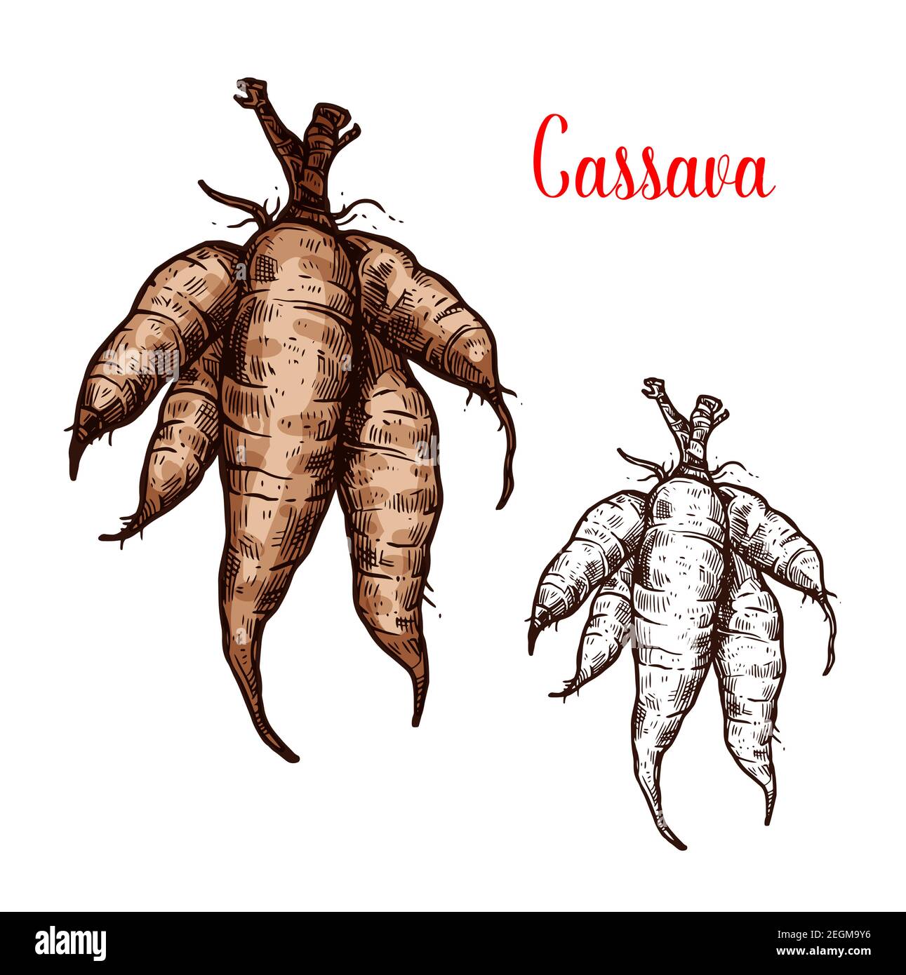 Cassava tuber vector sketch. Botanical design of manioc, yuca or ...