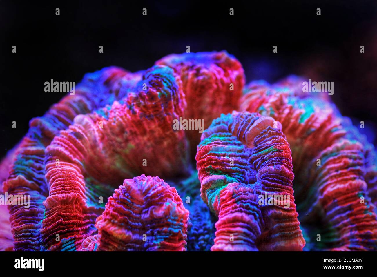Rainbow coloration open brain LPS coral - Wellsophyllia radiata Stock ...