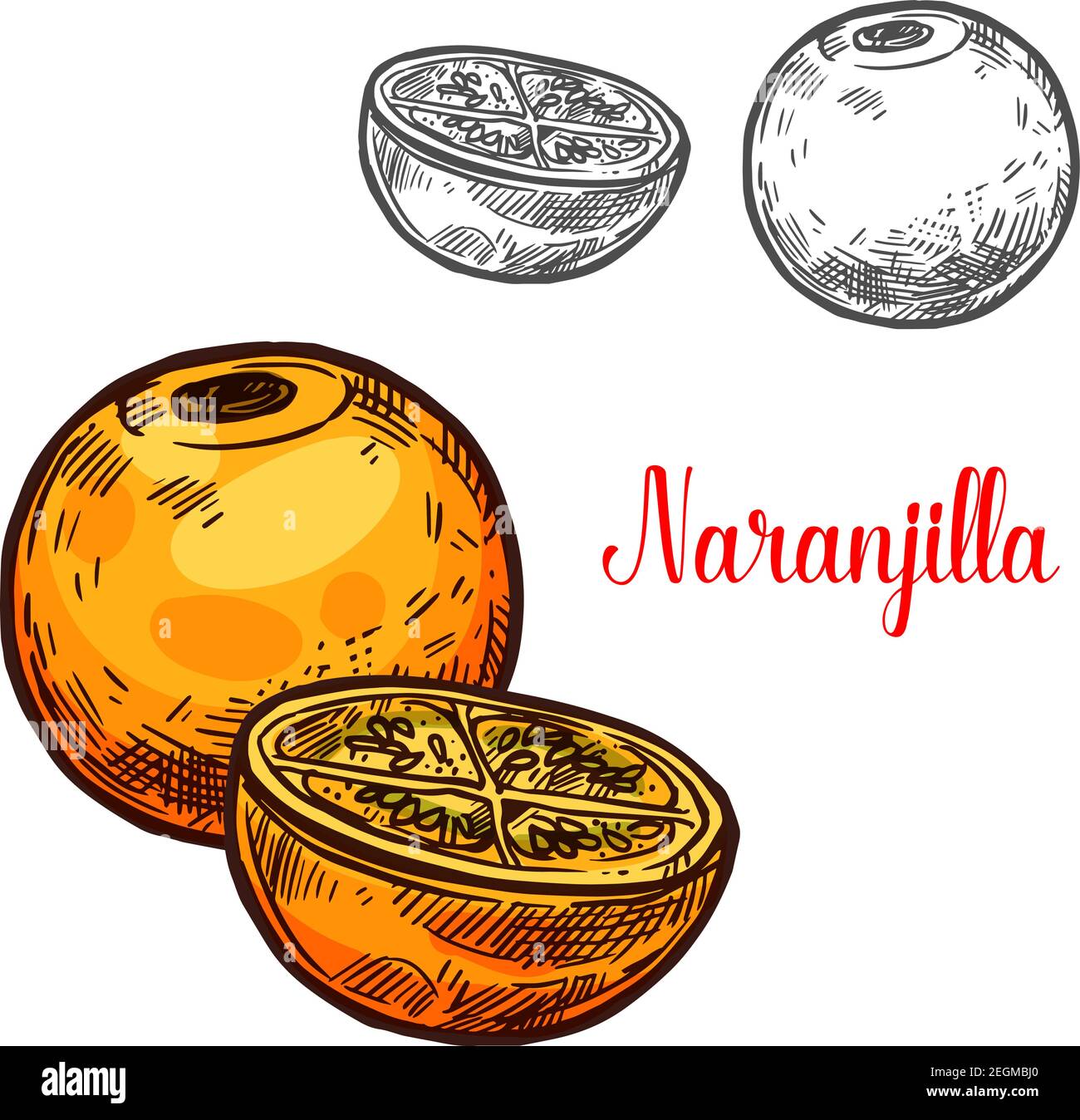Lulo naranjilla solanum quitoense plant Stock Vector Images - Alamy