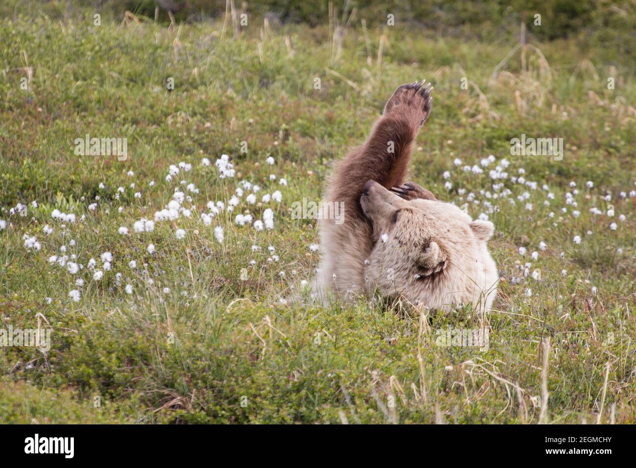 Bear grooming and licking paw in the wild Stock Photo - Alamy