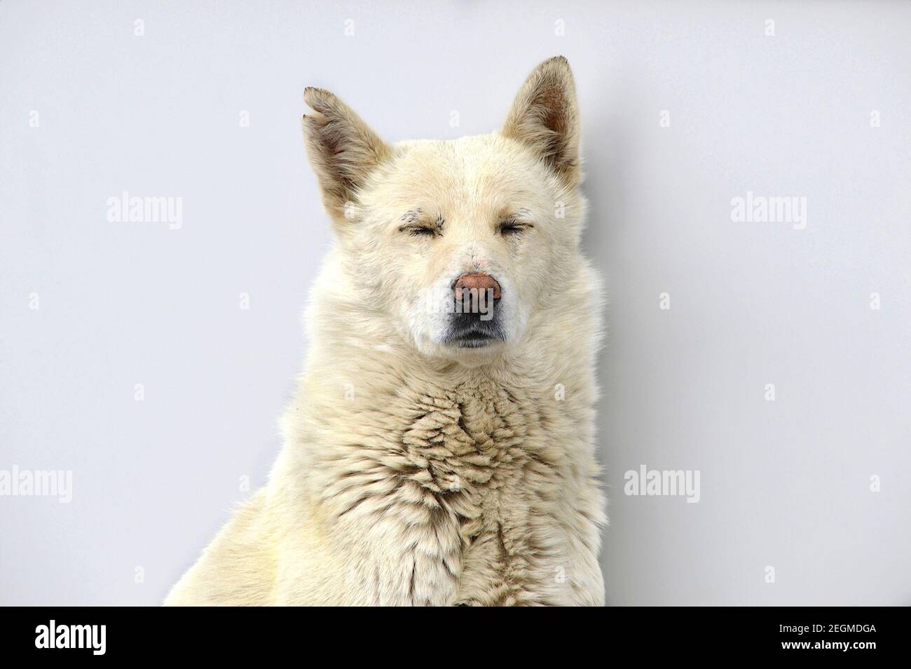 One ear dog hi-res stock photography and images - Alamy