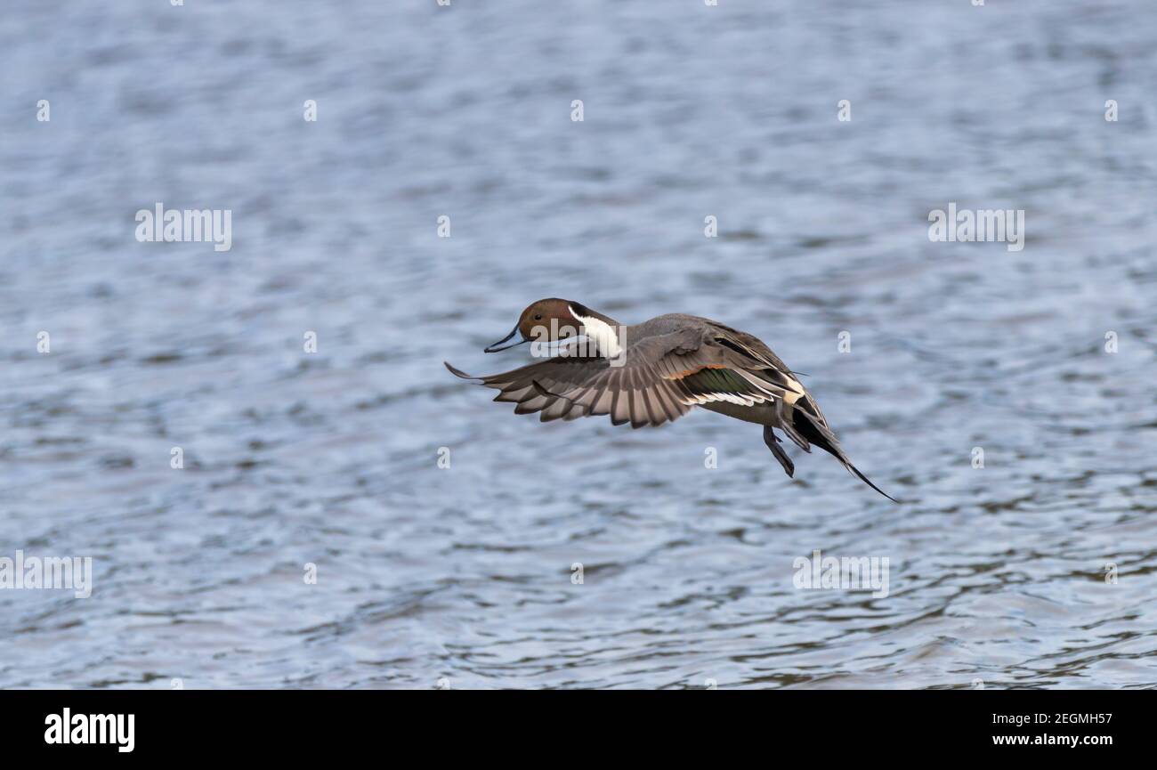 A male northern pintail duck " Anas acuta " flies over a lake in Canada ...