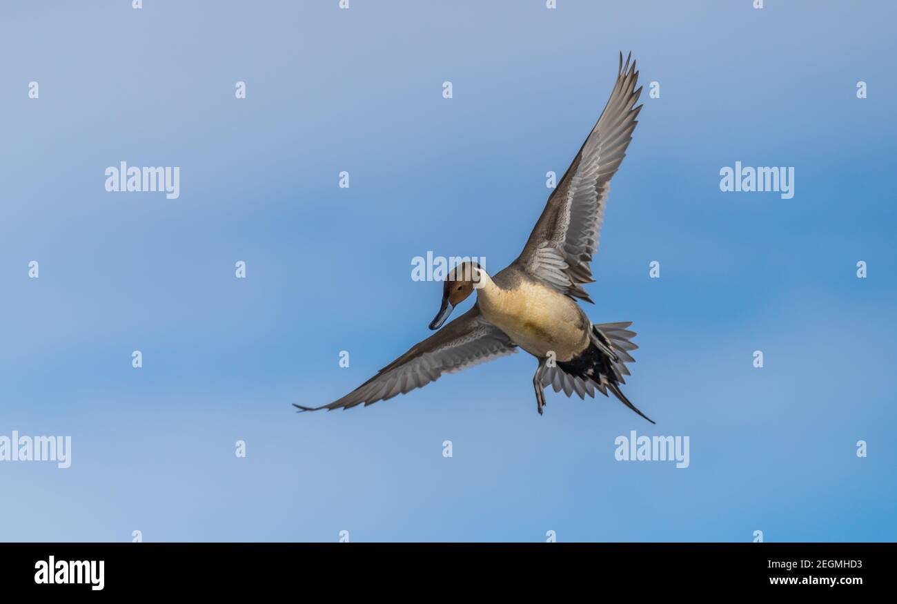 A male northern pintail duck " Anas acuta " flies over a lake in Canada ...