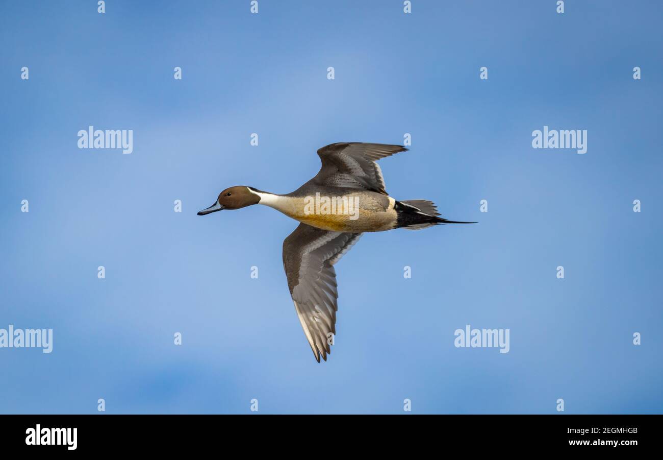Northern pintail duck hi-res stock photography and images - Alamy