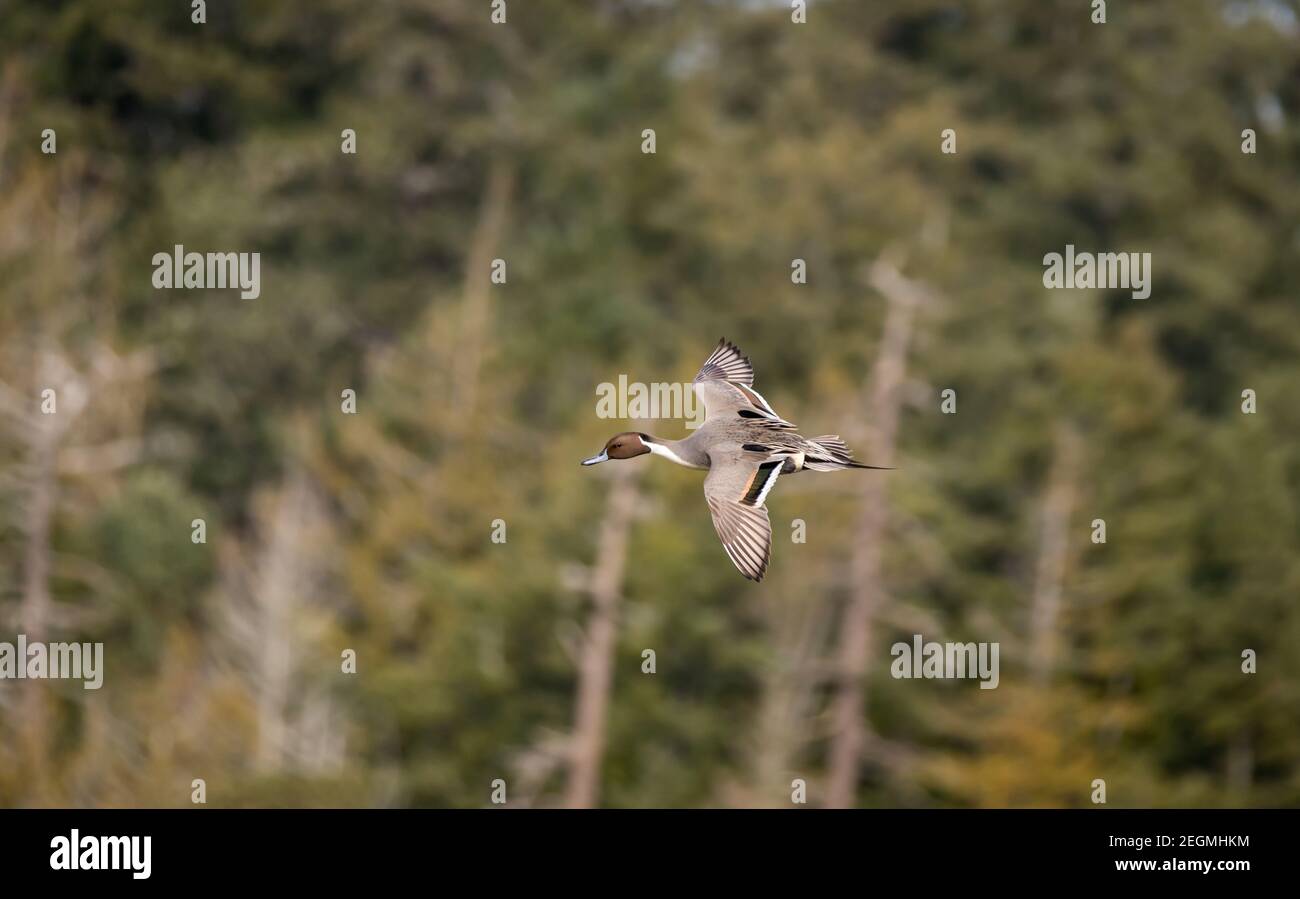 Northern pintail duck hi-res stock photography and images - Alamy