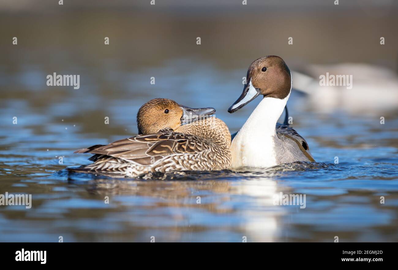 Pintail Wallpaper