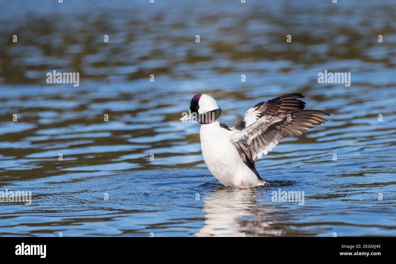 A male bufflehead diving duck " Bucephala albeola " stretches his wings ...
