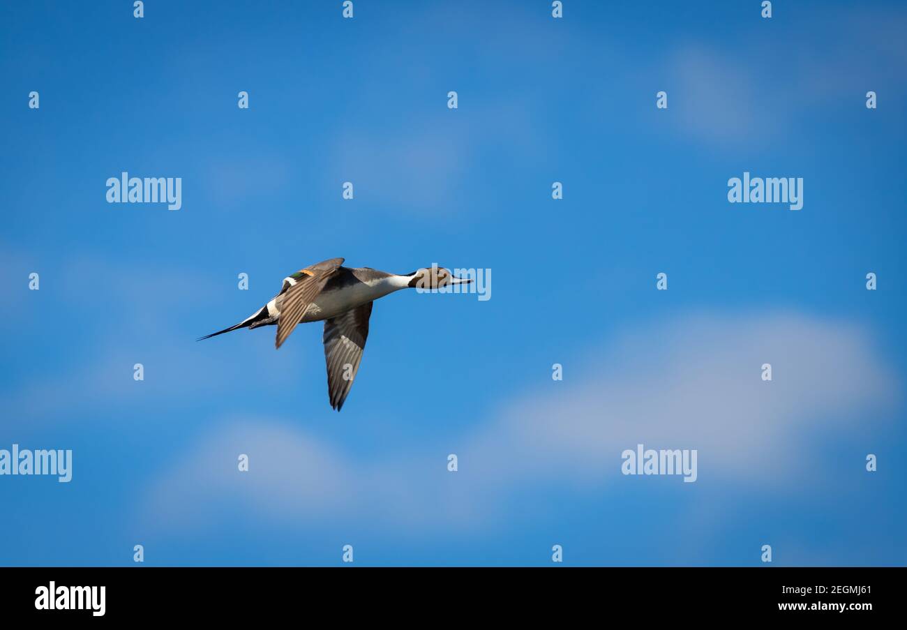 Northern pintail duck hi-res stock photography and images - Alamy