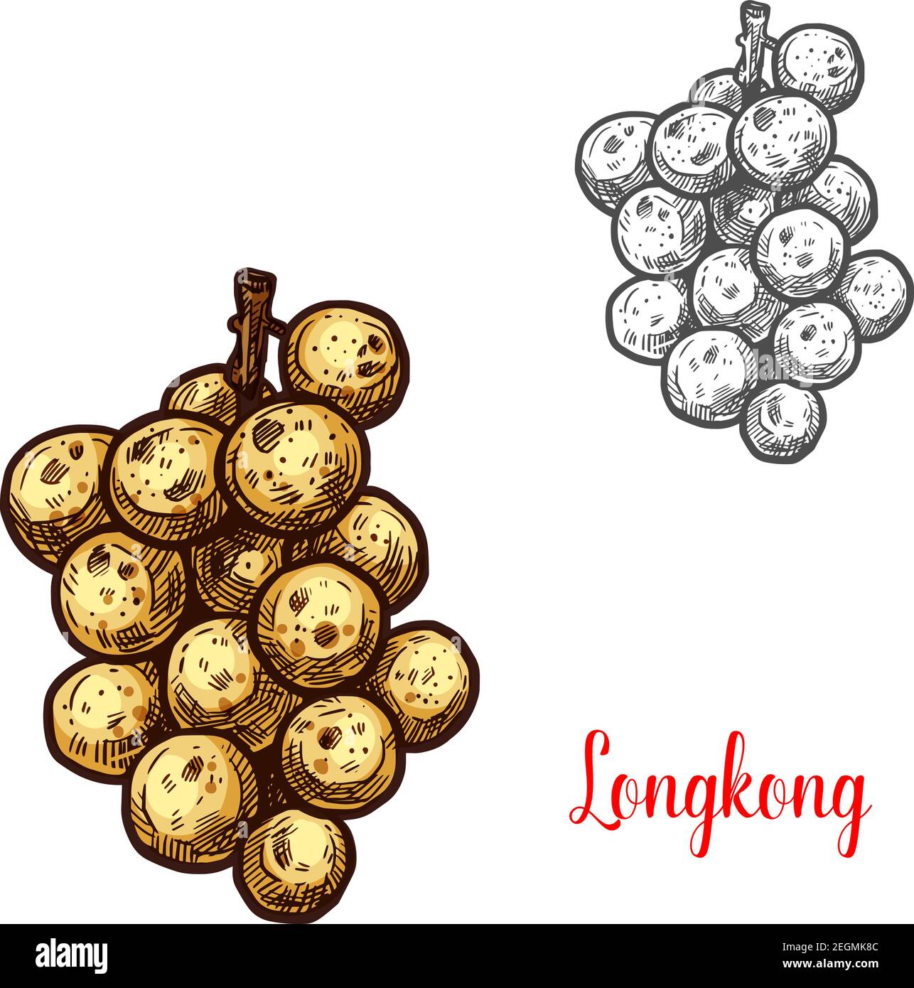 Lanzones Fruit Drawing