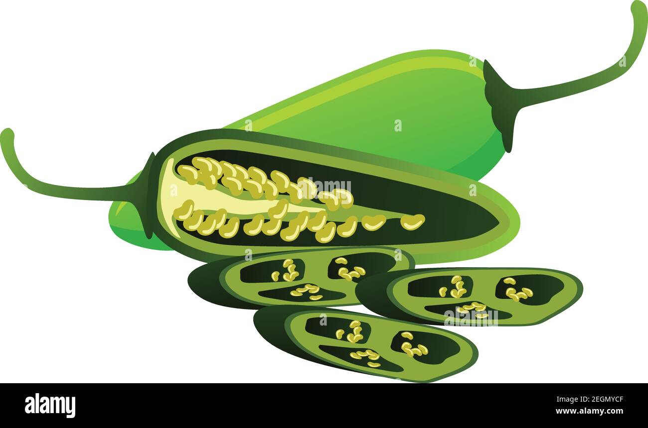 raw green jalapeno pepper. vector illustration Stock Vector Image & Art ...