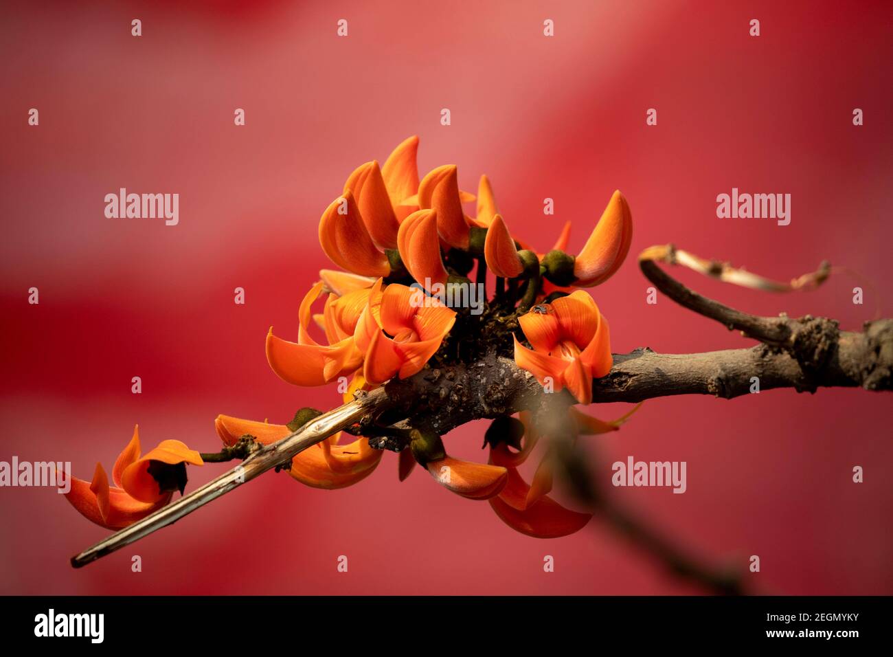 Palash flowers hi-res stock photography and images - Alamy