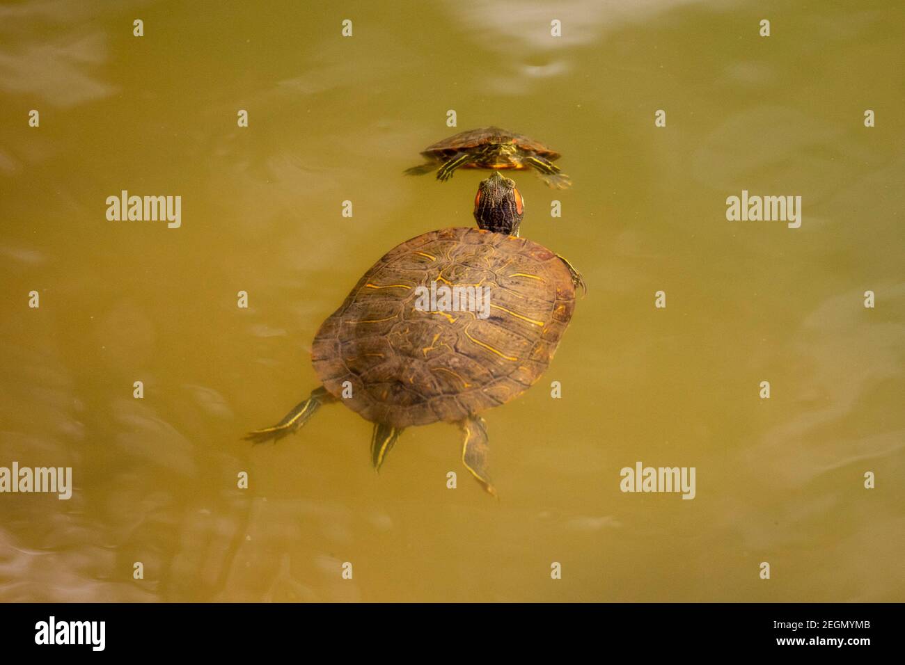 Baby red eared slider turtle hi-res stock photography and images - Alamy