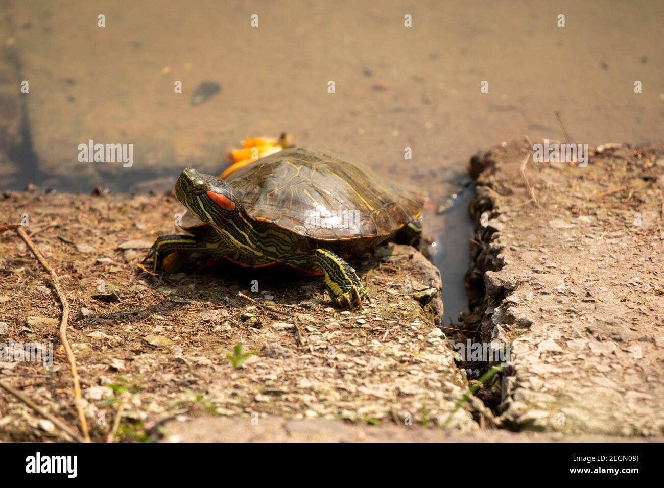 A Red-eared turtle basking in the sun on the bank of a pond in Dhaka ...