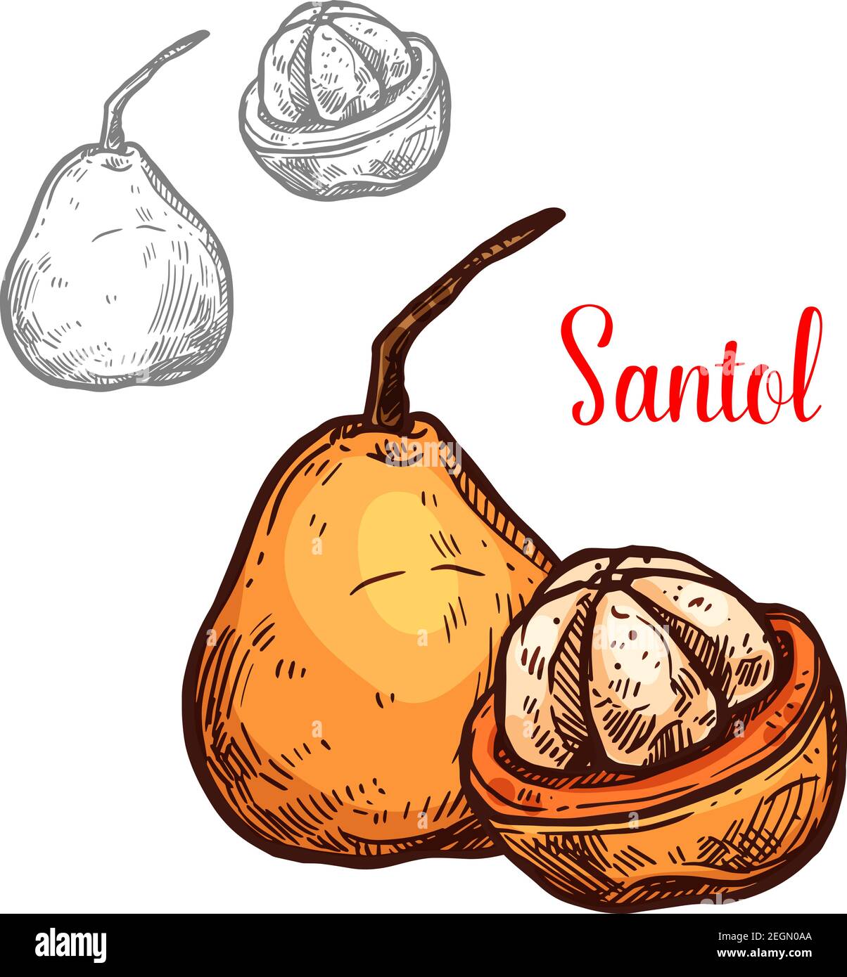 Santol Seeds