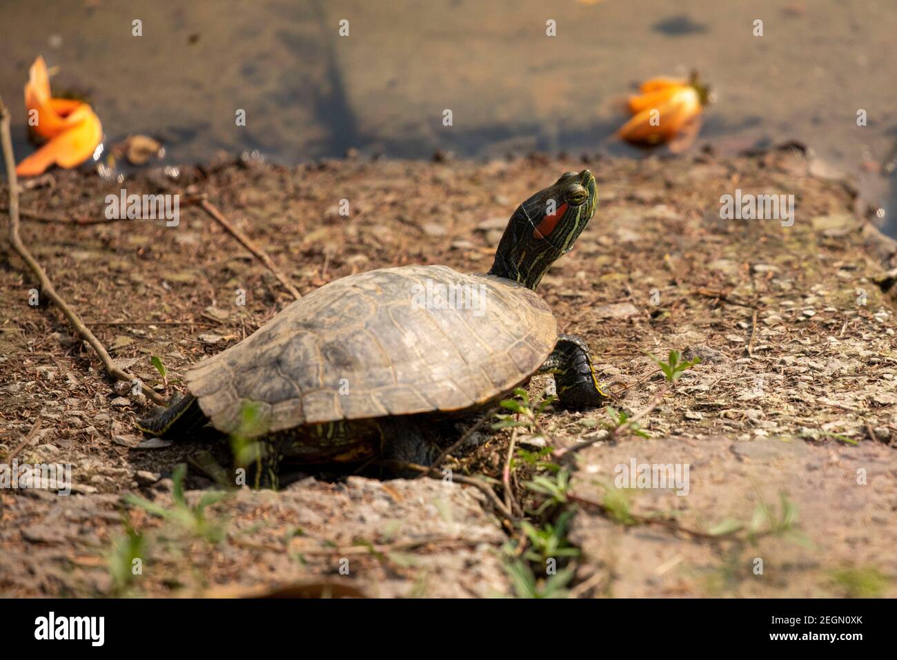 A Red-eared turtle basking in the sun on the bank of a pond in Dhaka ...