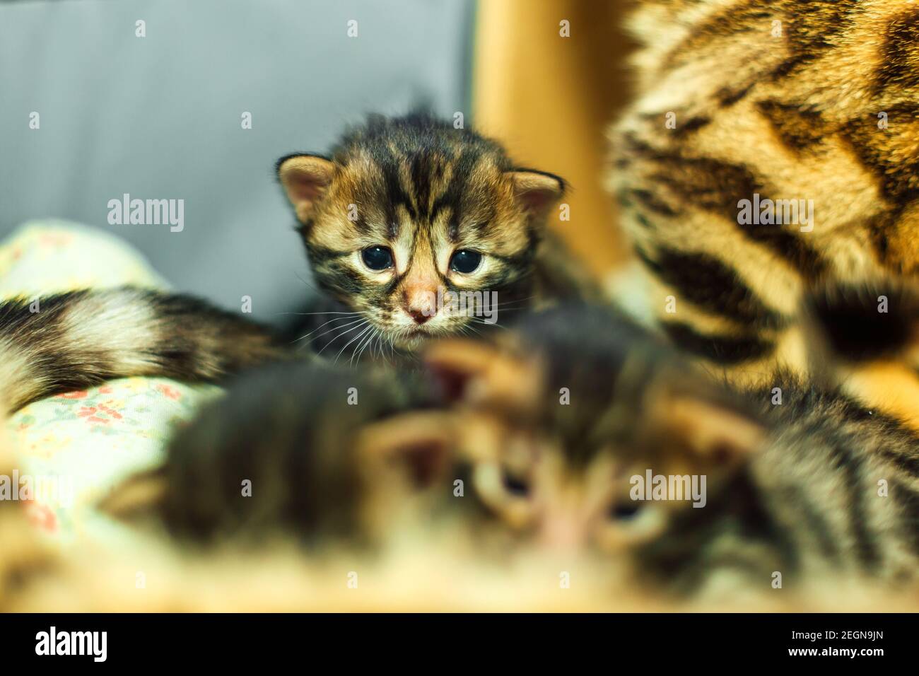 Closee-up face of Bengal newborn kittens neat their mother Stock Photo ...