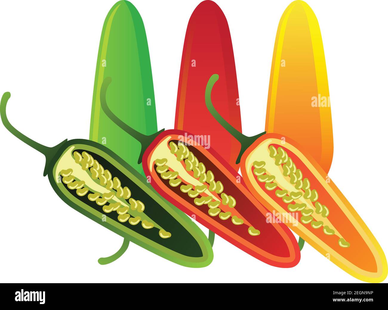 raw green, red, yellow jalapeno pepper. vector illustration Stock ...
