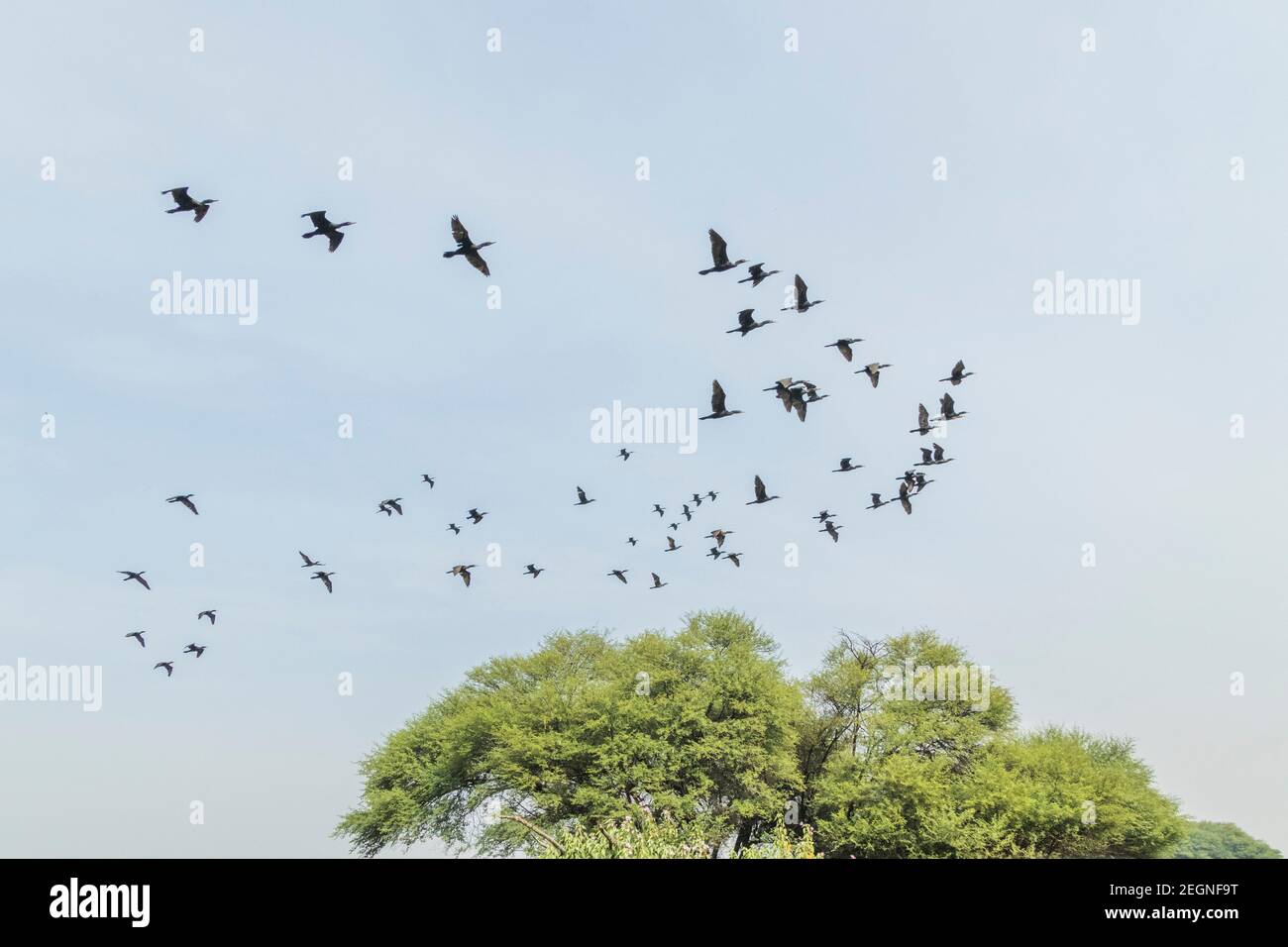 Thol Lake, Ahmedabad Stock Photo - Alamy