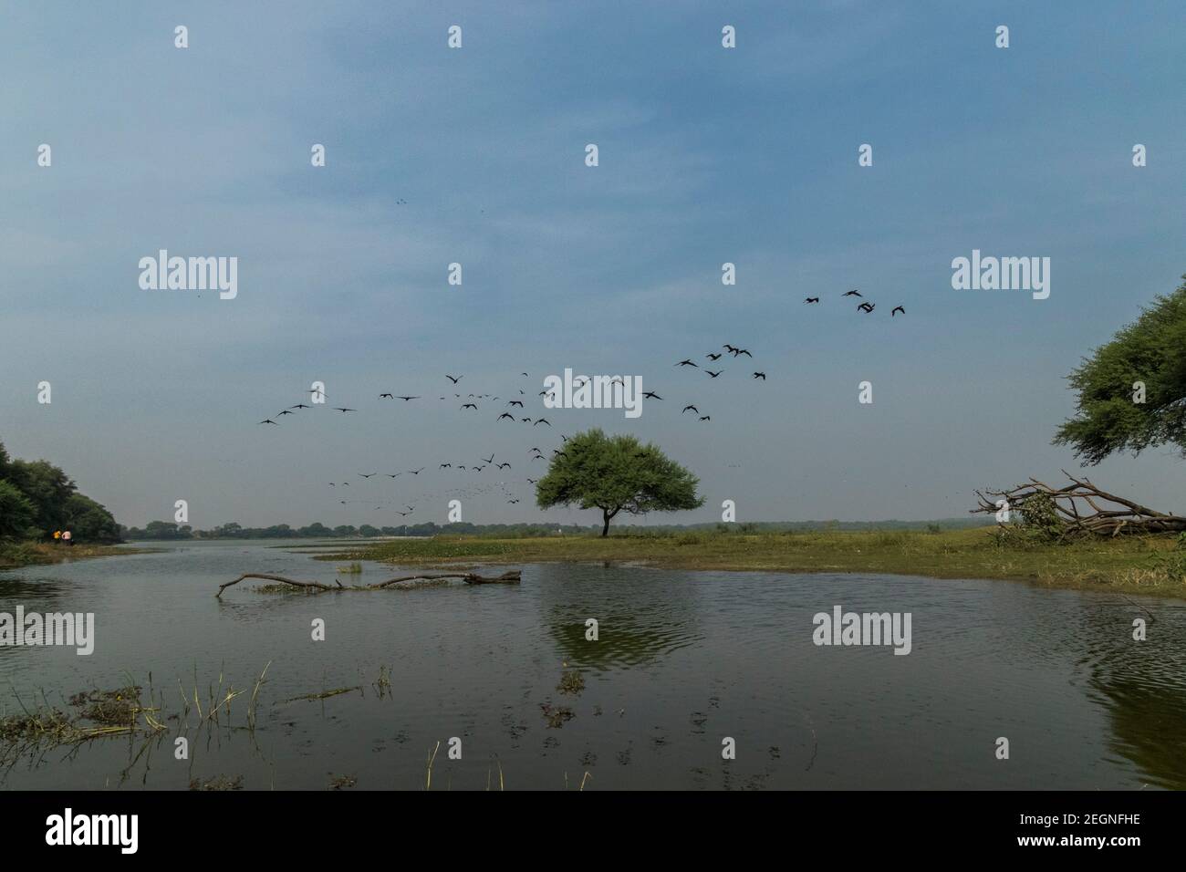 Thol Lake, Ahmedabad Stock Photo - Alamy