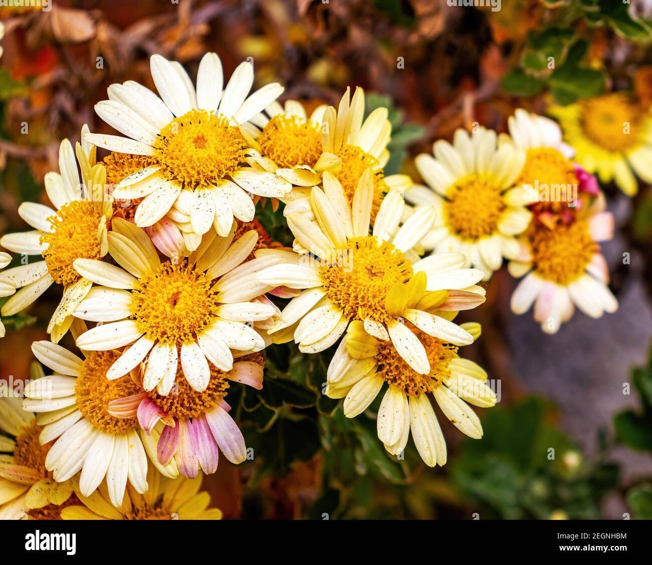 Group of flowers with white petals, yellow anthers and green leaves ...