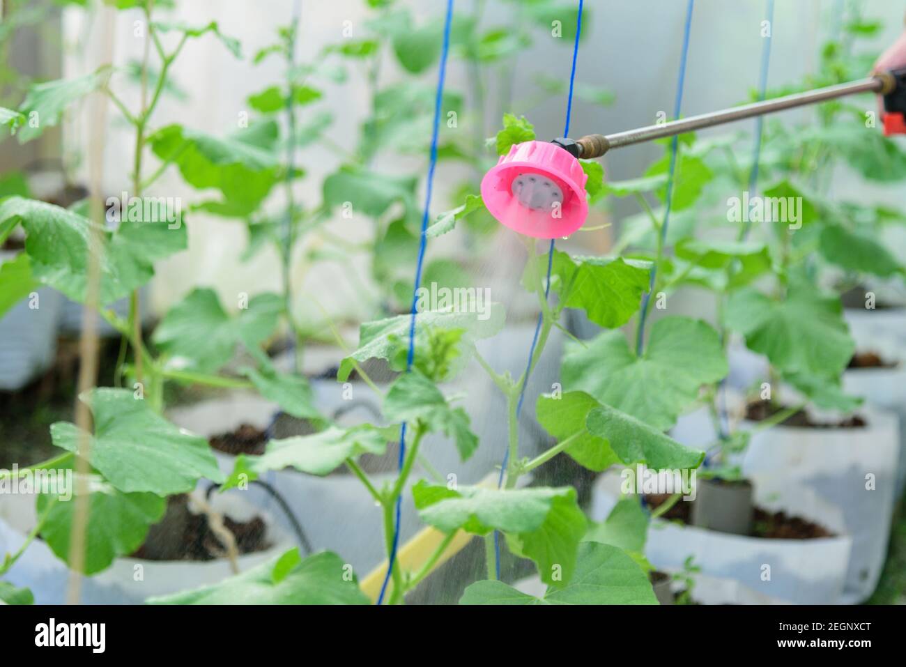 Cleaning melon hi-res stock photography and images - Alamy