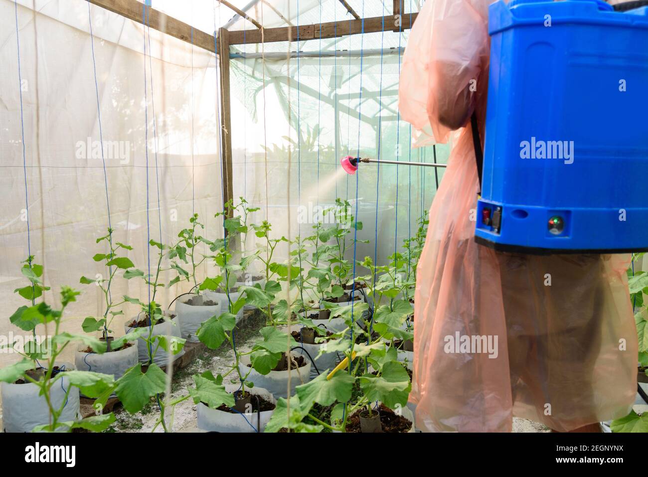 Mask melon hi-res stock photography and images - Alamy