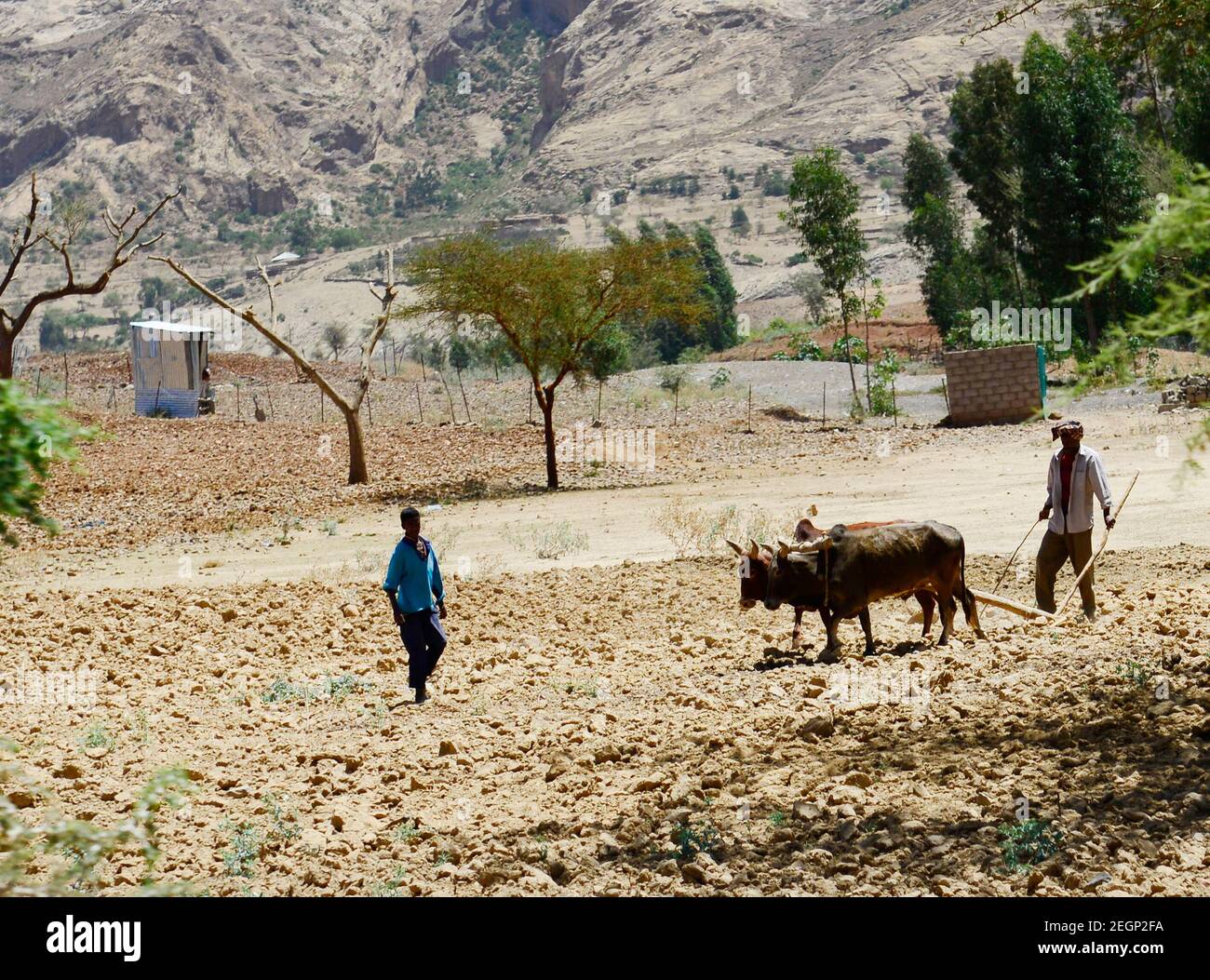 A Tigray farmer plowing his land with his bulls Stock Photo - Alamy