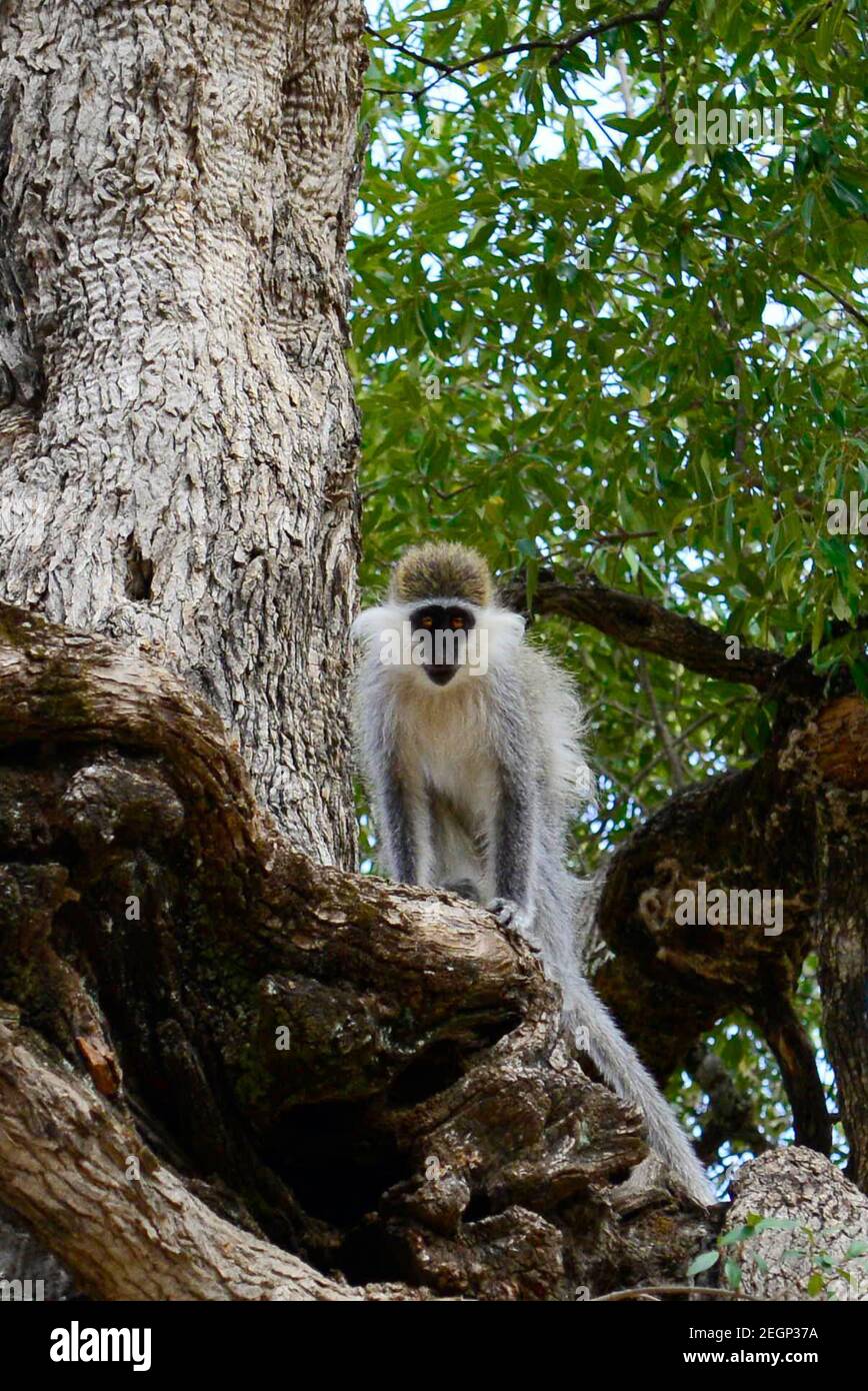 A Grivet monkey in Tigray, Ethiopia Stock Photo - Alamy