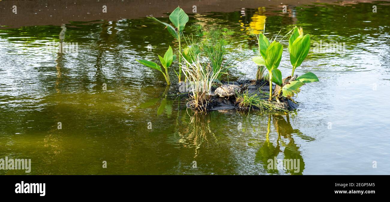 Water turtle gets sun bath in a pond. Turtle stayin on mini island on a ...
