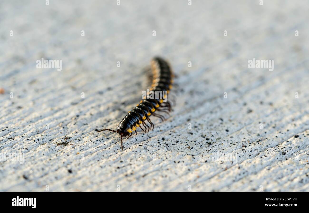 Millipede eyes hi-res stock photography and images - Alamy