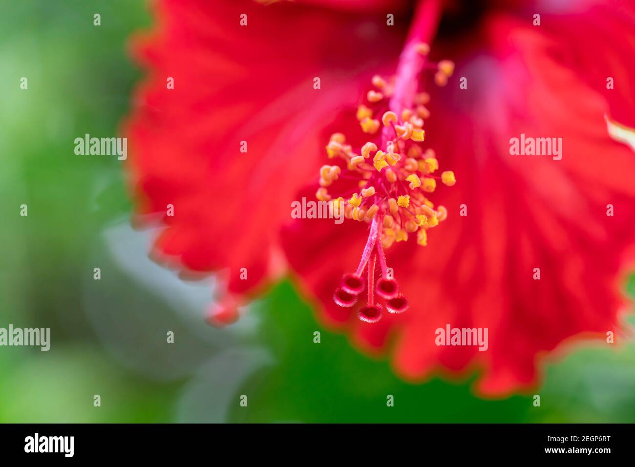 Macro of red hibiscus rosa-sinensis petals and polen. Red macro shot of ...