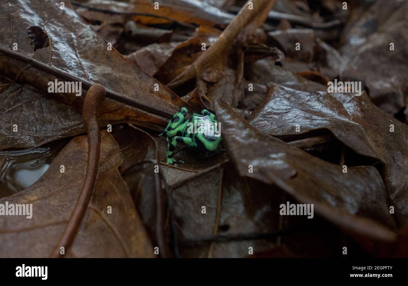 Green dart frog surrounded by dry brown leaves, green and black pattern ...