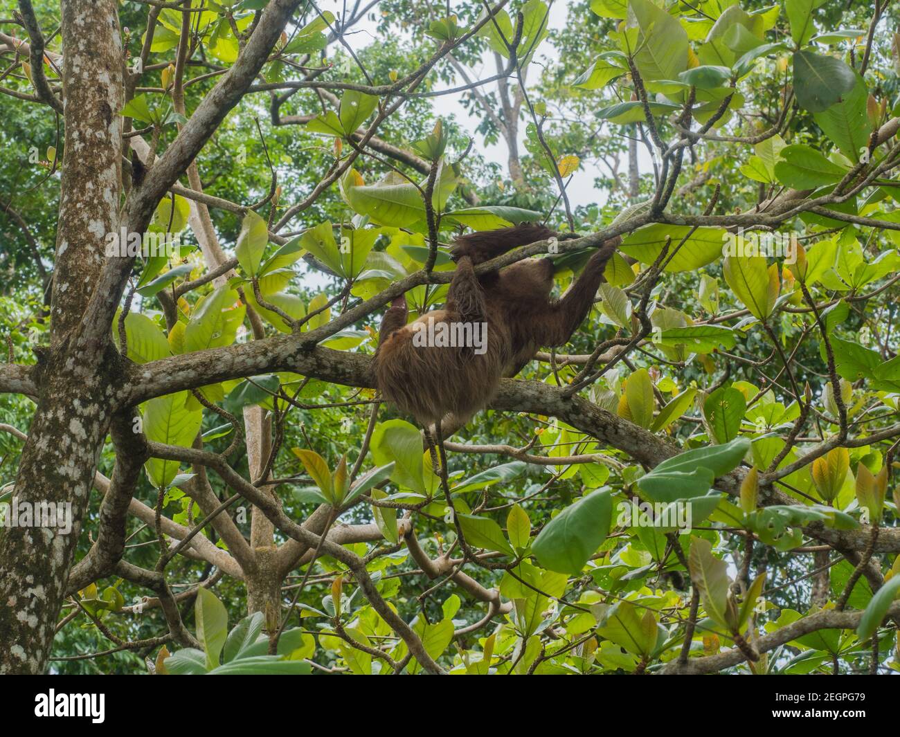 Feeding a sloth hi-res stock photography and images - Alamy