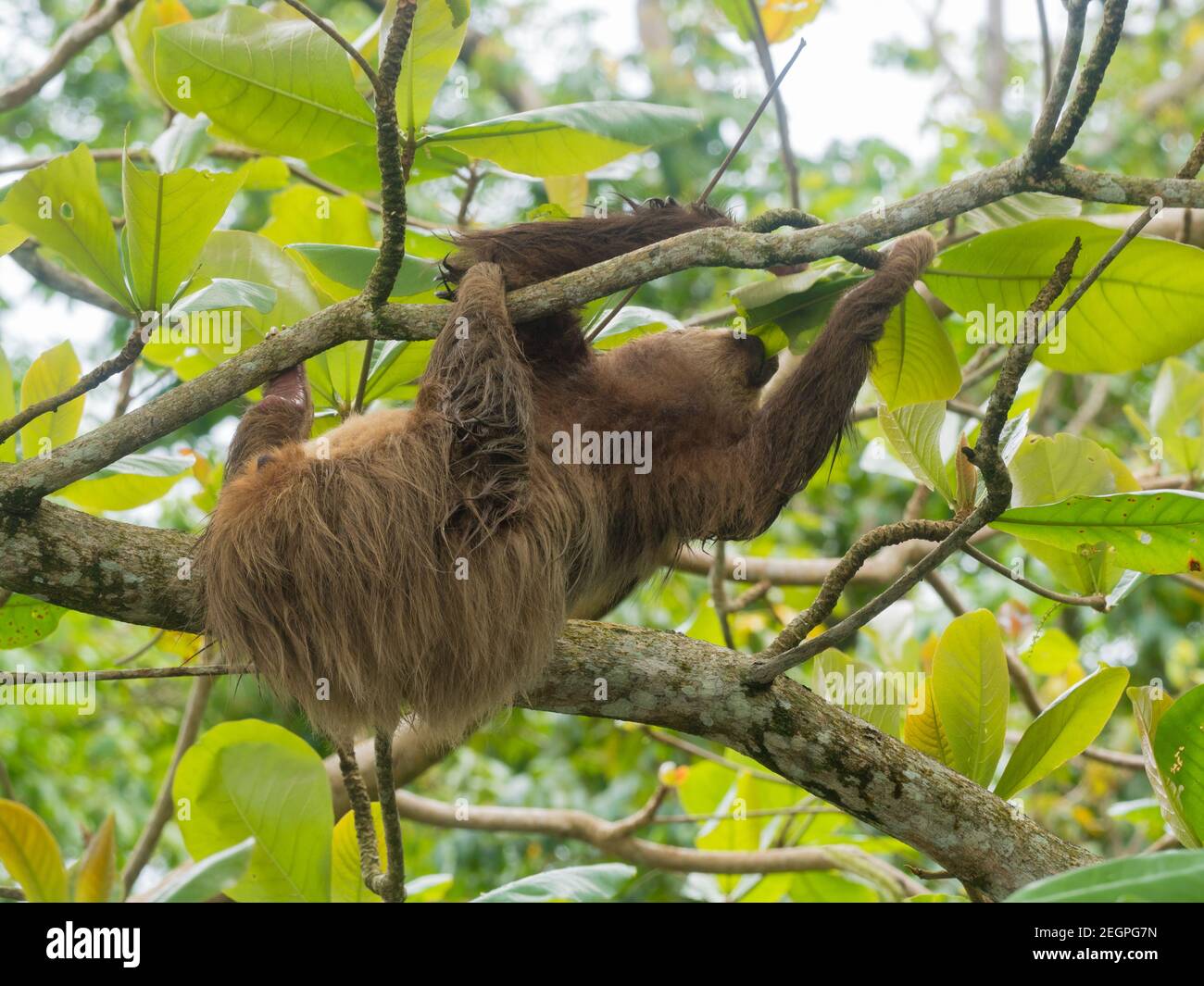 Sloth hanging from tree hi-res stock photography and images - Alamy
