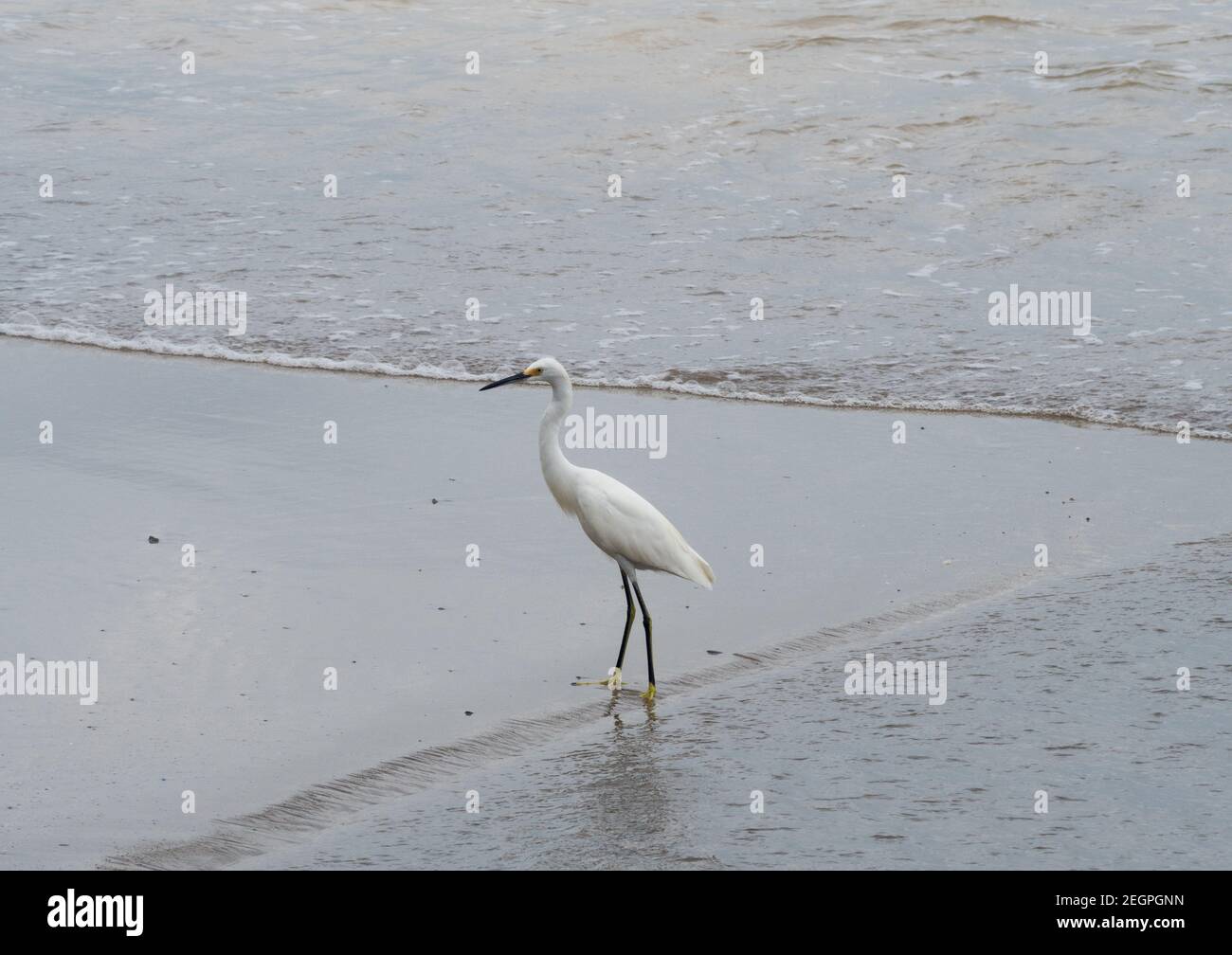 Graza blanca hi-res stock photography and images - Alamy