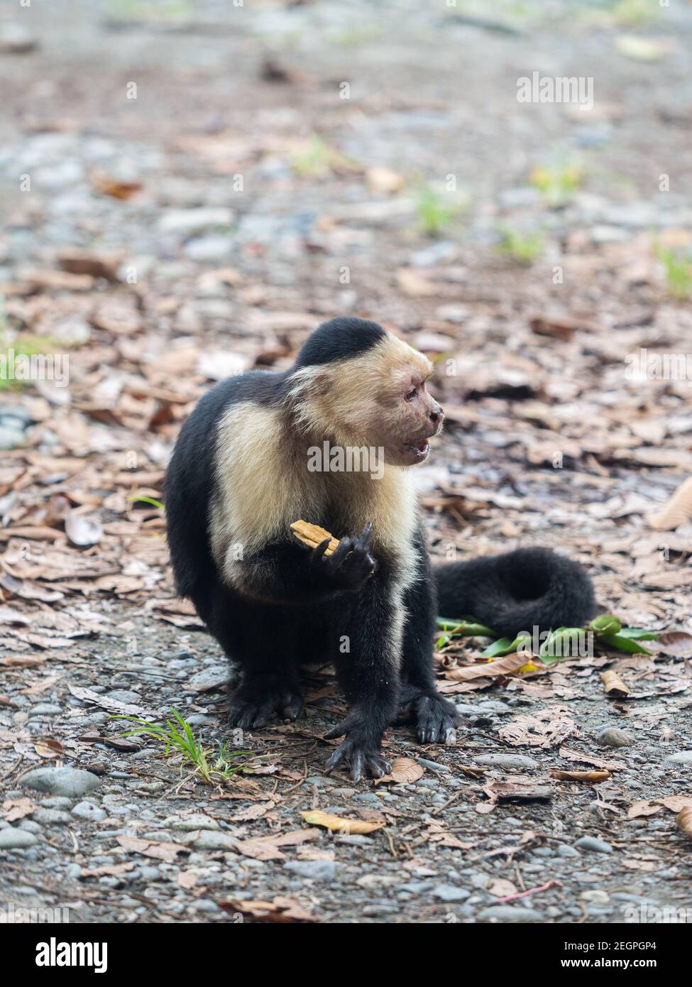 Capuchin monkey yells as it gives the finger Stock Photo - Alamy