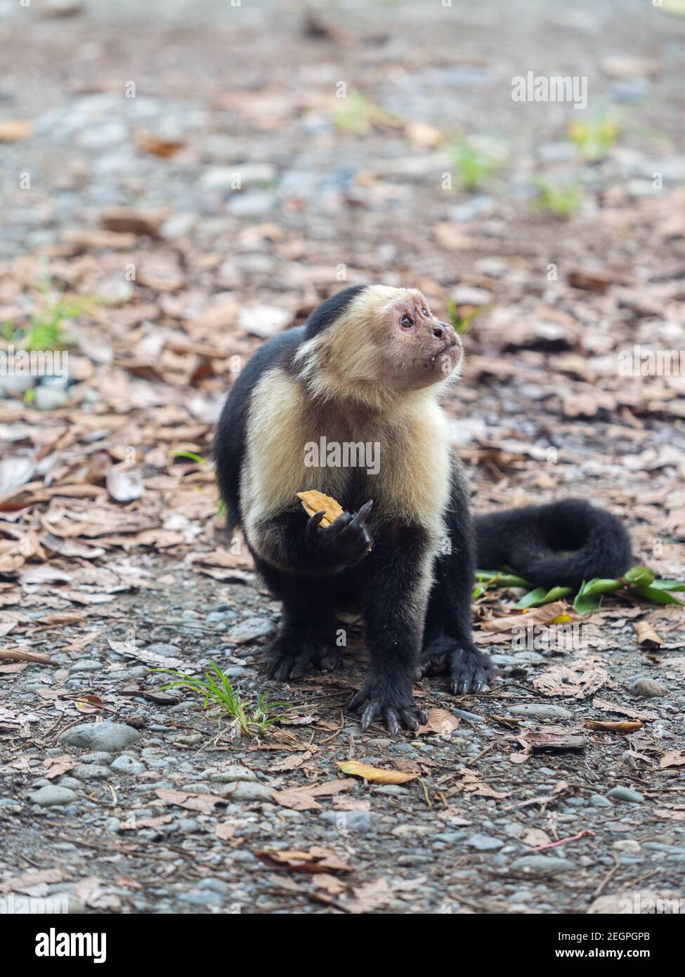Capuchin monkey looks sideways as it gives the finger Stock Photo - Alamy