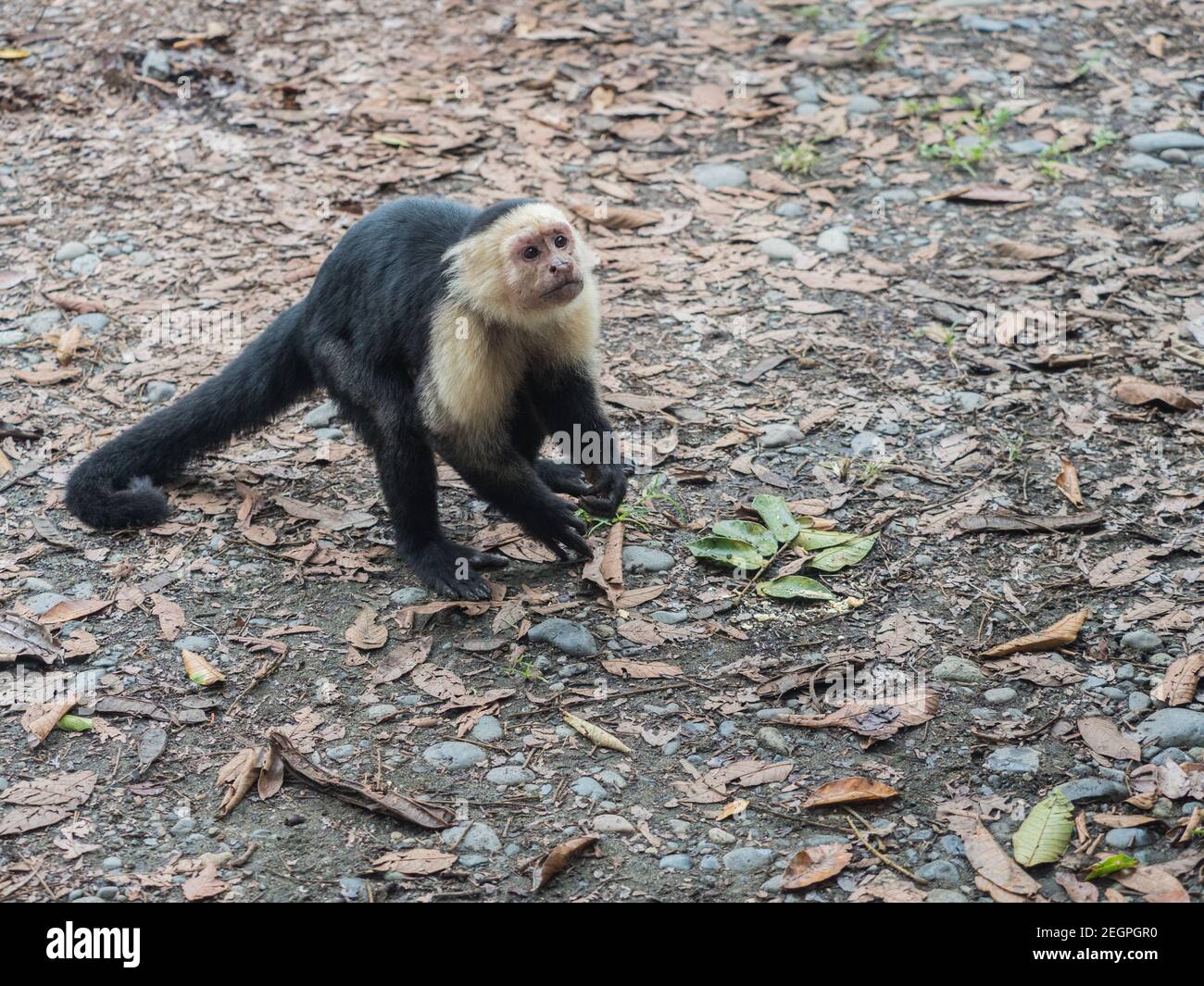 Capuchin monkey runs on the floor Stock Photo - Alamy